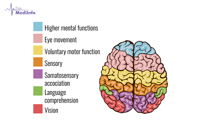 Brain - FreeMedi Info